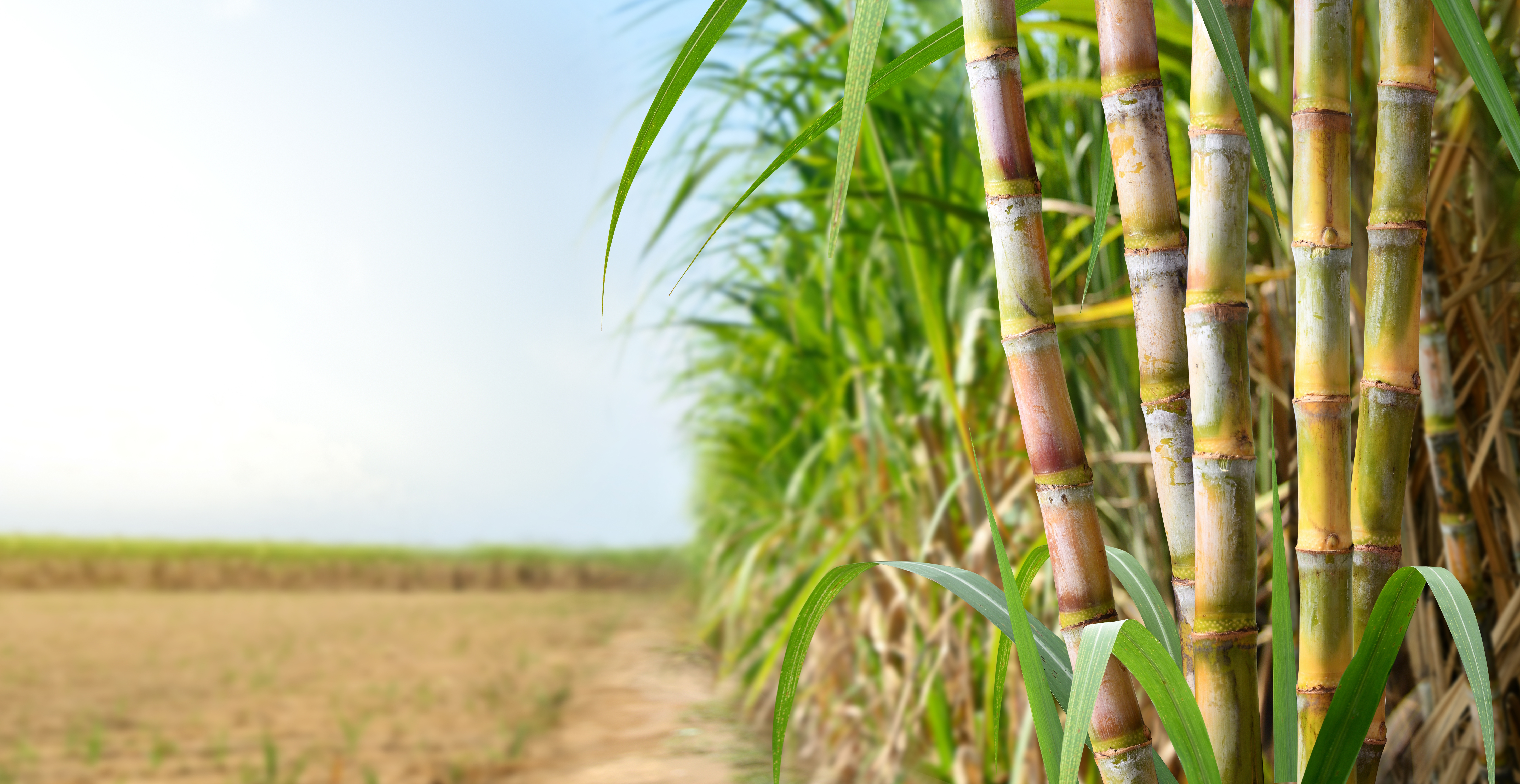 Growth for Generations | CANEGROWERS